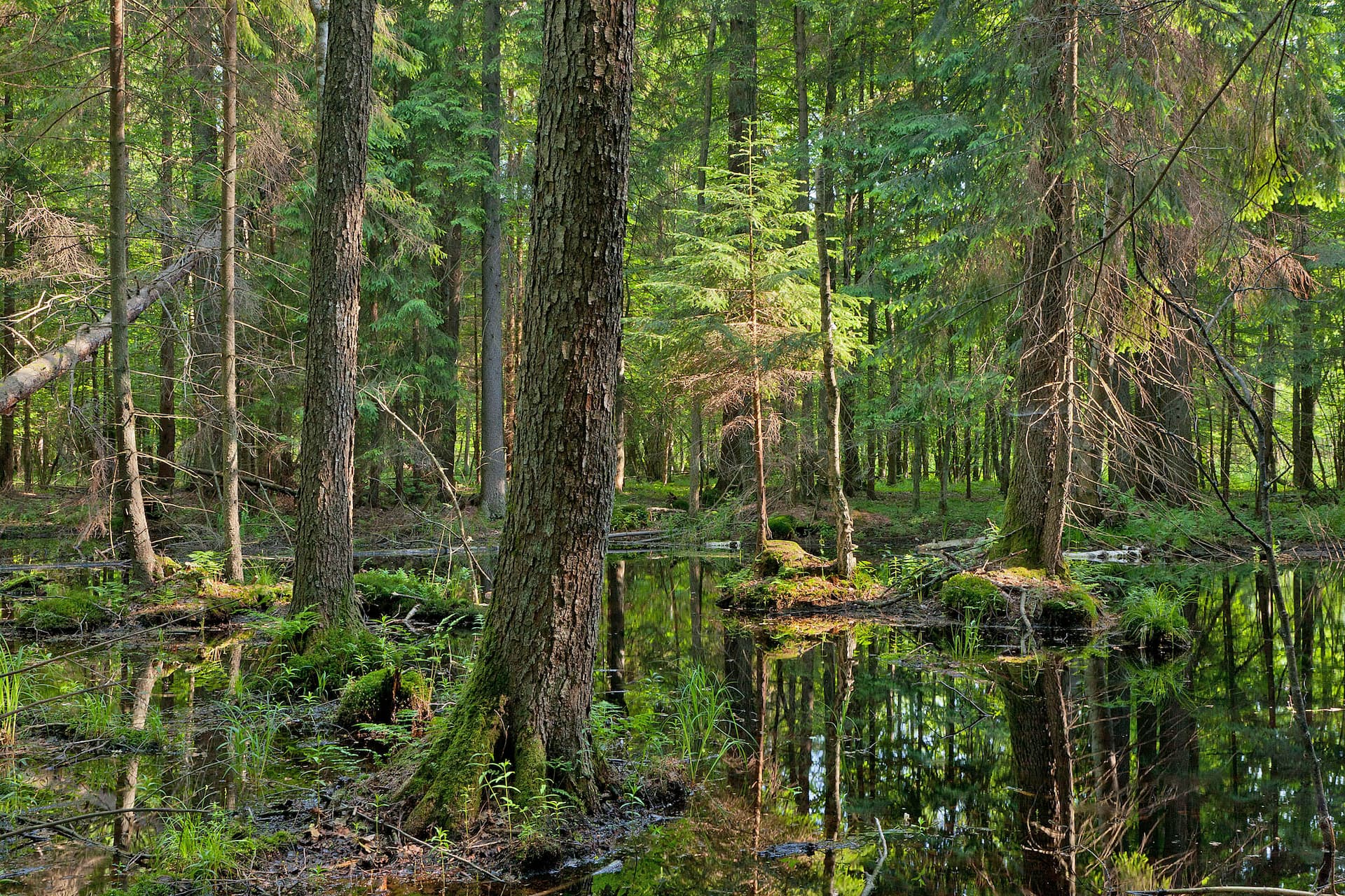 A primary forest in Europe: Interview with Francis Hallé – James Horrox